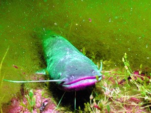 Waller (Wels) angeln am Ebro / Riba Roja